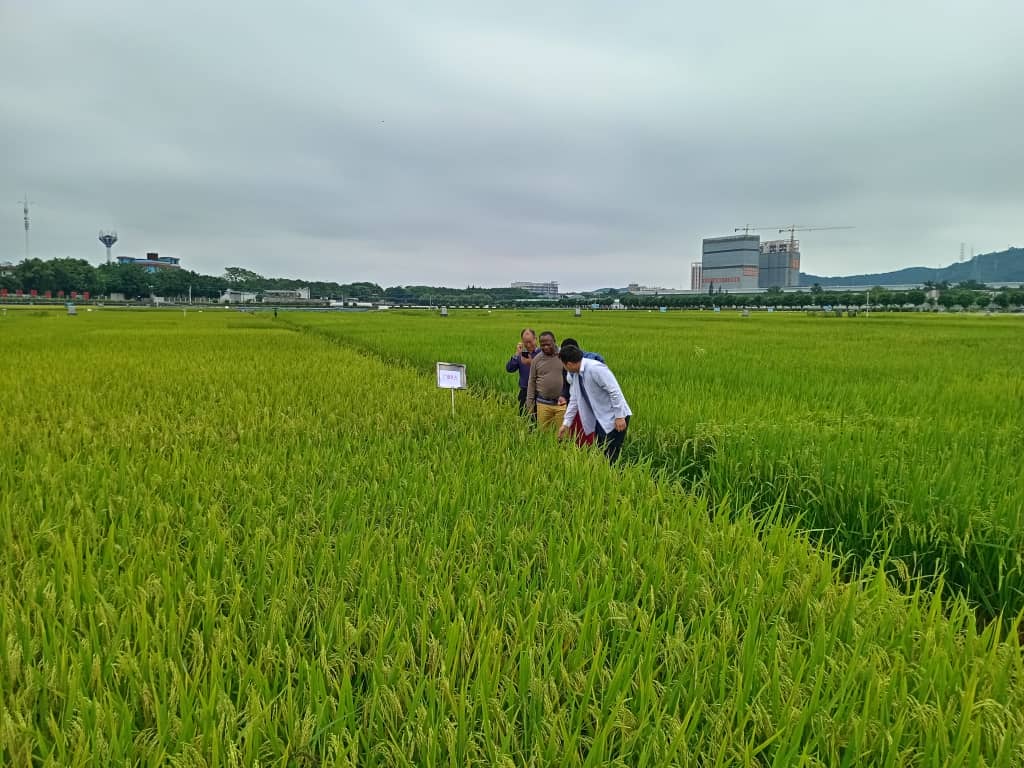 PRODUCTION du RIZ - Jmtv Plus